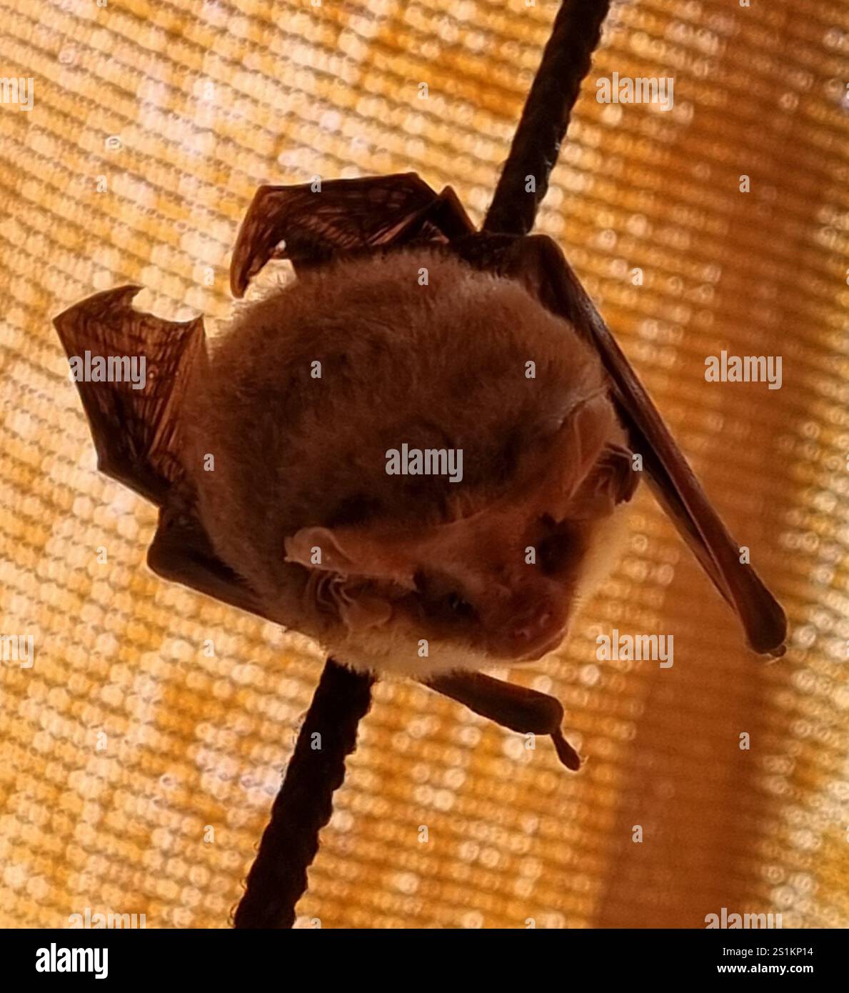 Lesser Long-eared Bat (Nyctophilus geoffroyi Stock Photo - Alamy