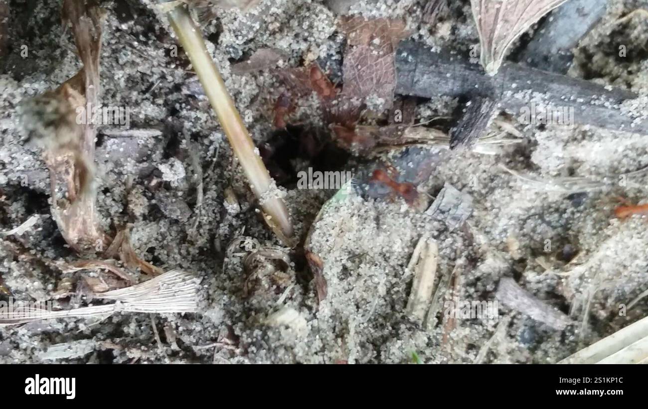 Northern Fungus-farming Ant (Trachymyrmex septentrionalis Stock Photo ...