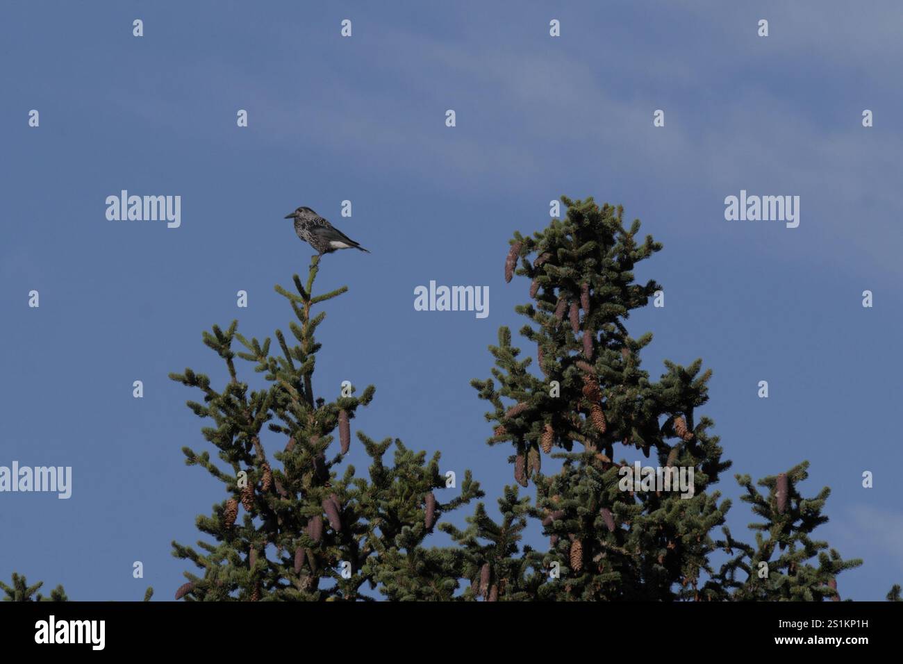 Northern Nutcracker (Nucifraga caryocatactes Stock Photo - Alamy