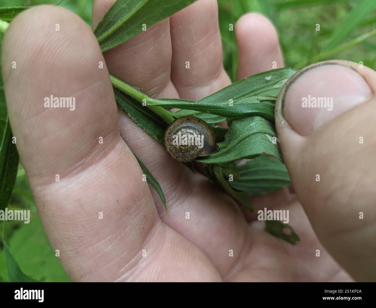 White-lip Globe Snail (Mesodon thyroidus Stock Photo - Alamy