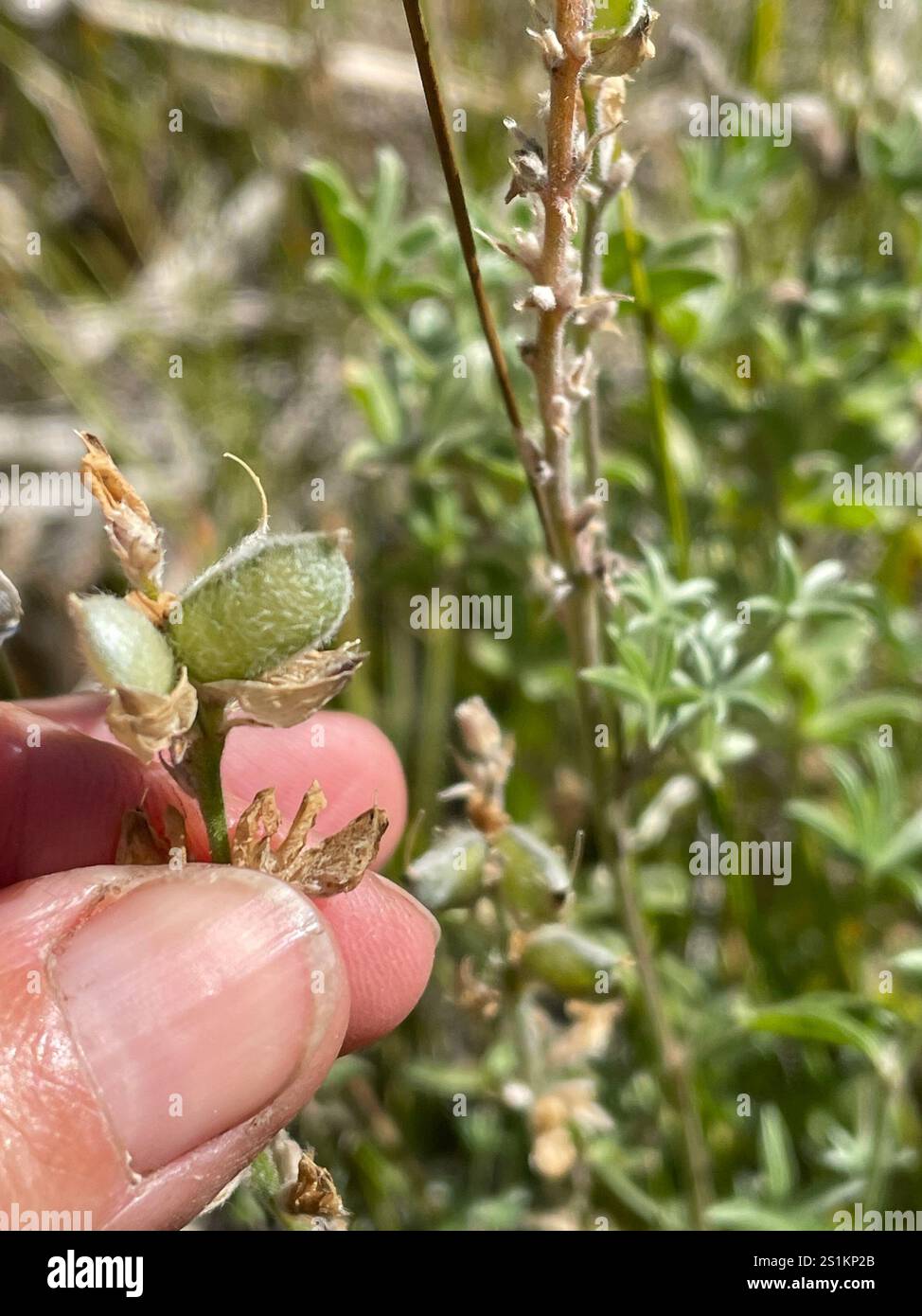 Clustered Lupine (Lupinus lepidus confertus Stock Photo - Alamy
