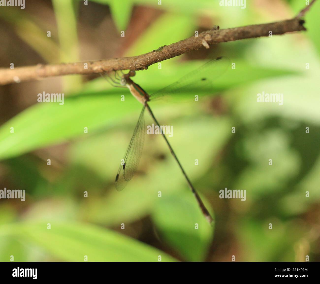Lestes elatus hi-res stock photography and images - Alamy