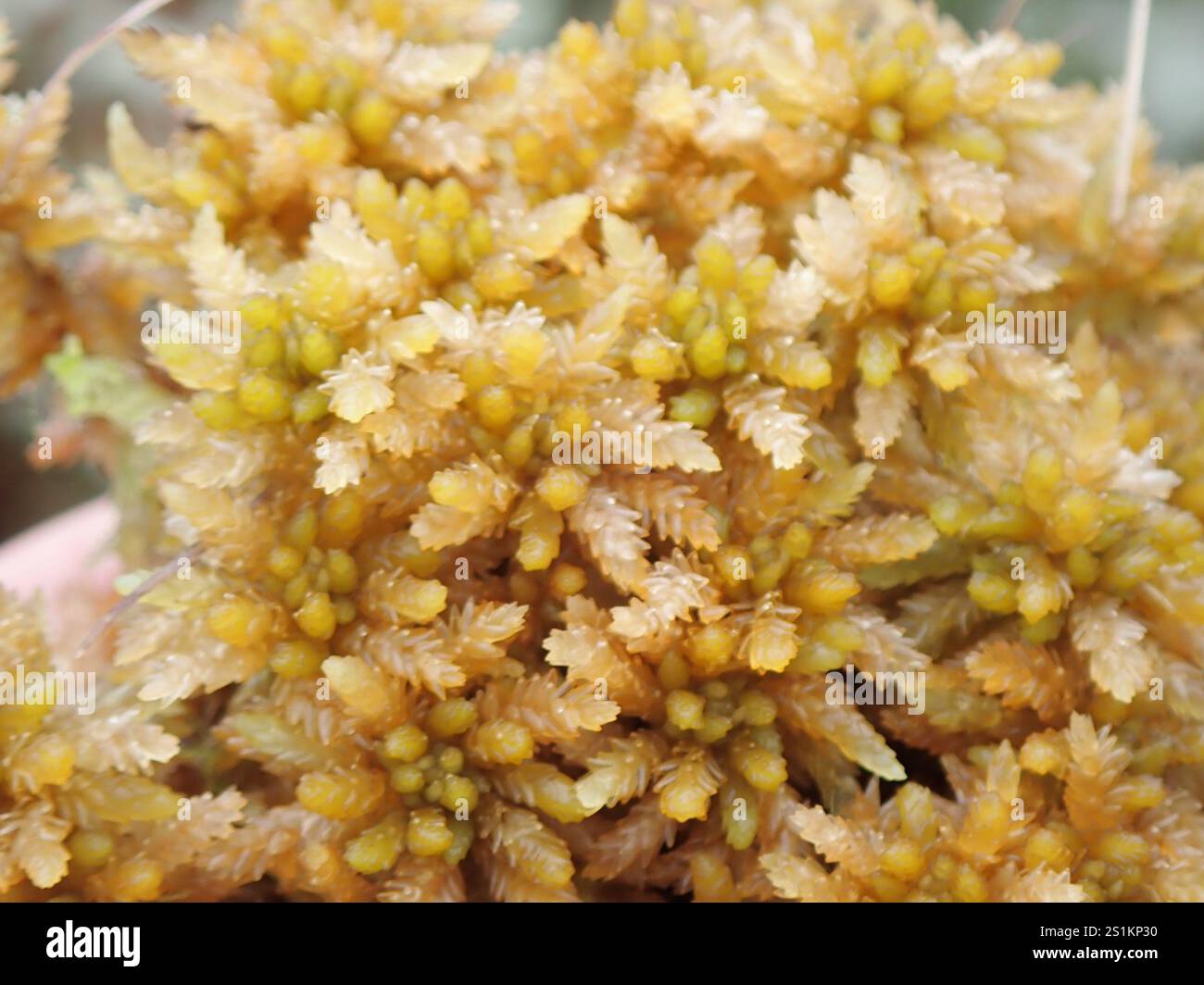 Papillose Peatmoss (Sphagnum papillosum Stock Photo - Alamy