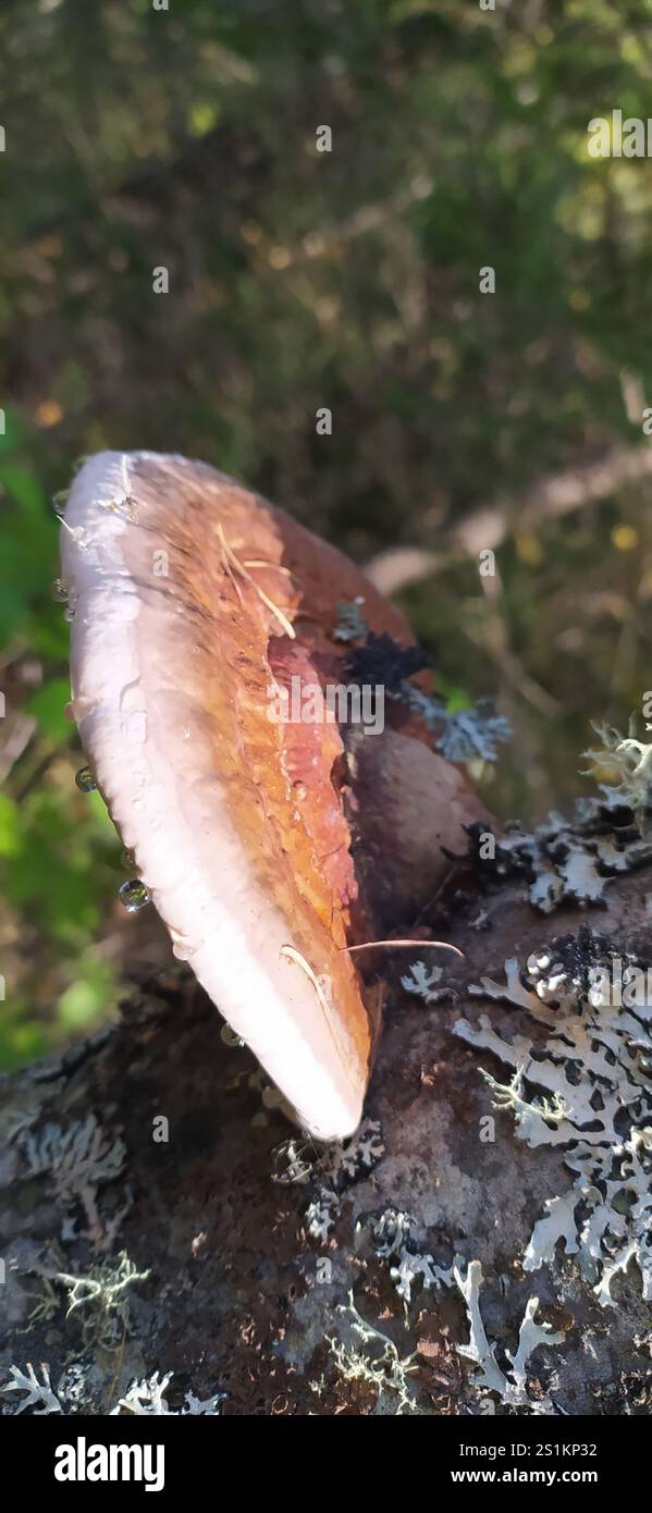 Red-banded Polypore (Fomitopsis pinicola Stock Photo - Alamy