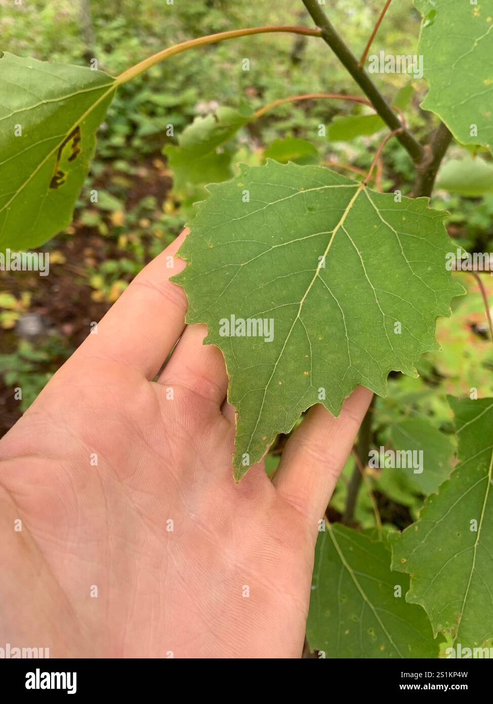 bigtooth aspen (Populus grandidentata Stock Photo - Alamy