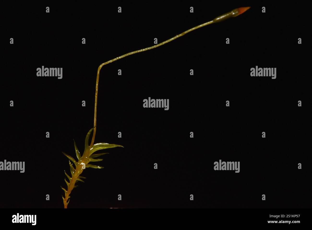 Geniculate Four-tooth Moss (Tetraphis geniculata Stock Photo - Alamy