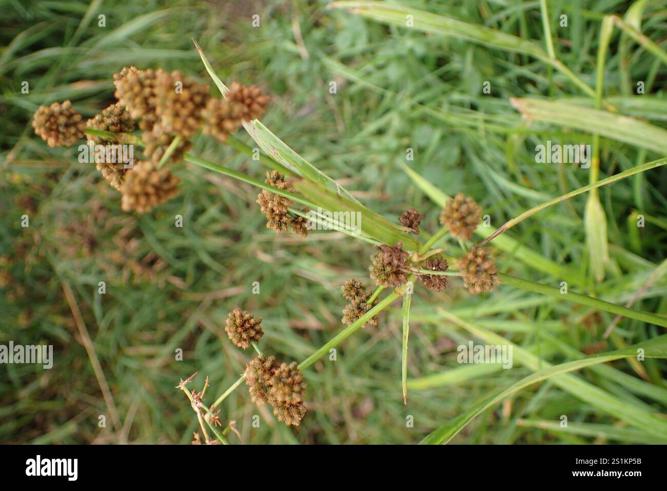 dark green bulrush (Scirpus atrovirens Stock Photo - Alamy