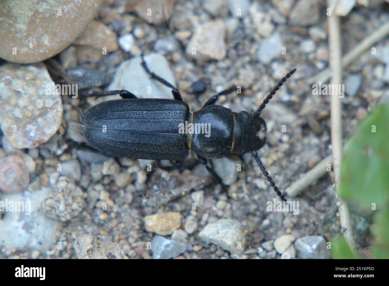 Black Longicorn Beetle (Spondylis buprestoides Stock Photo - Alamy