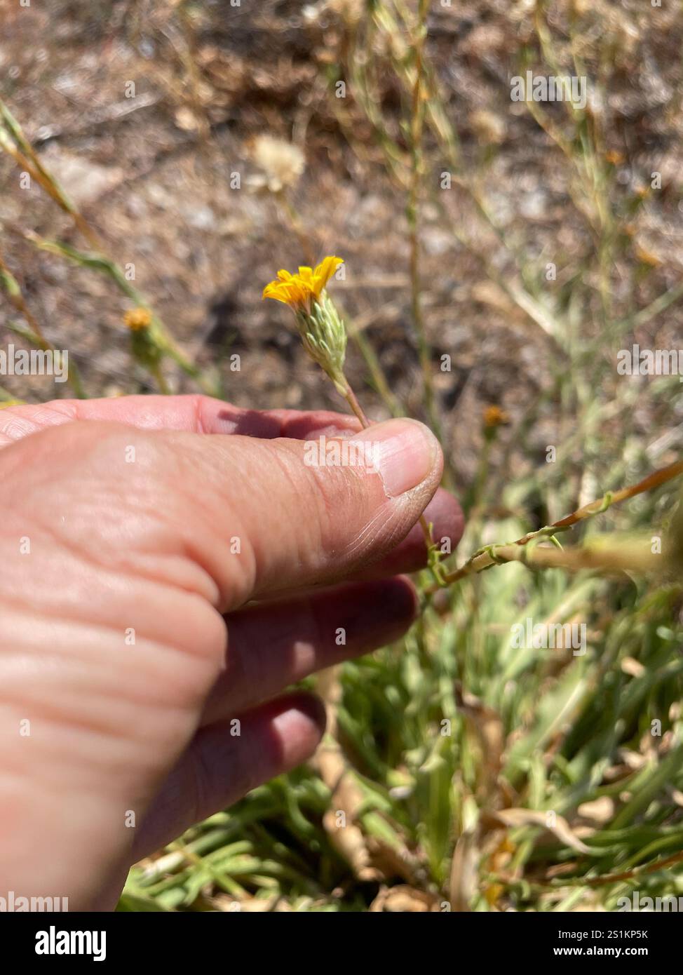 clustered goldenweed (Pyrrocoma racemosa Stock Photo - Alamy