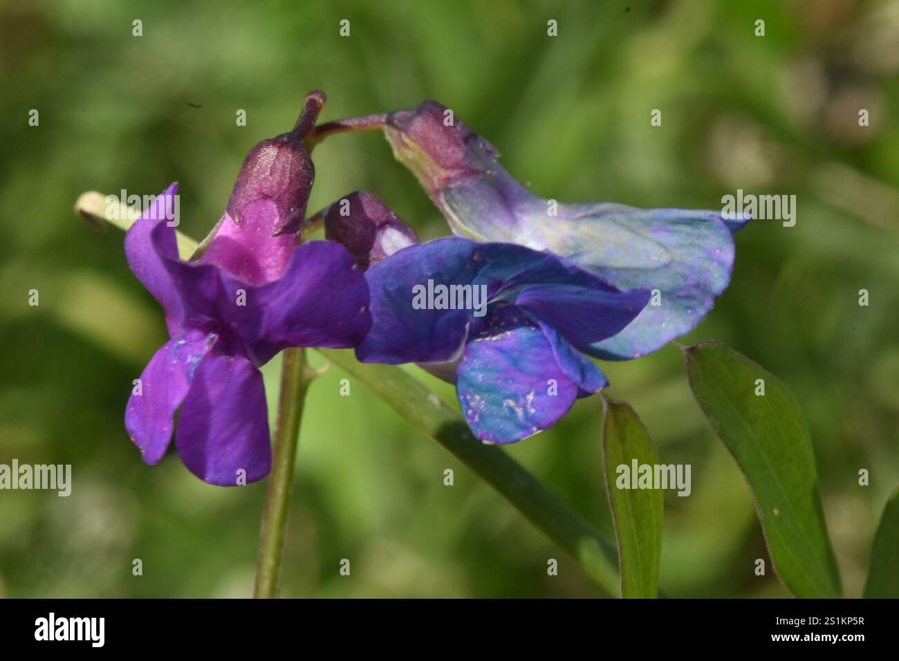 marsh pea (Lathyrus palustris Stock Photo - Alamy