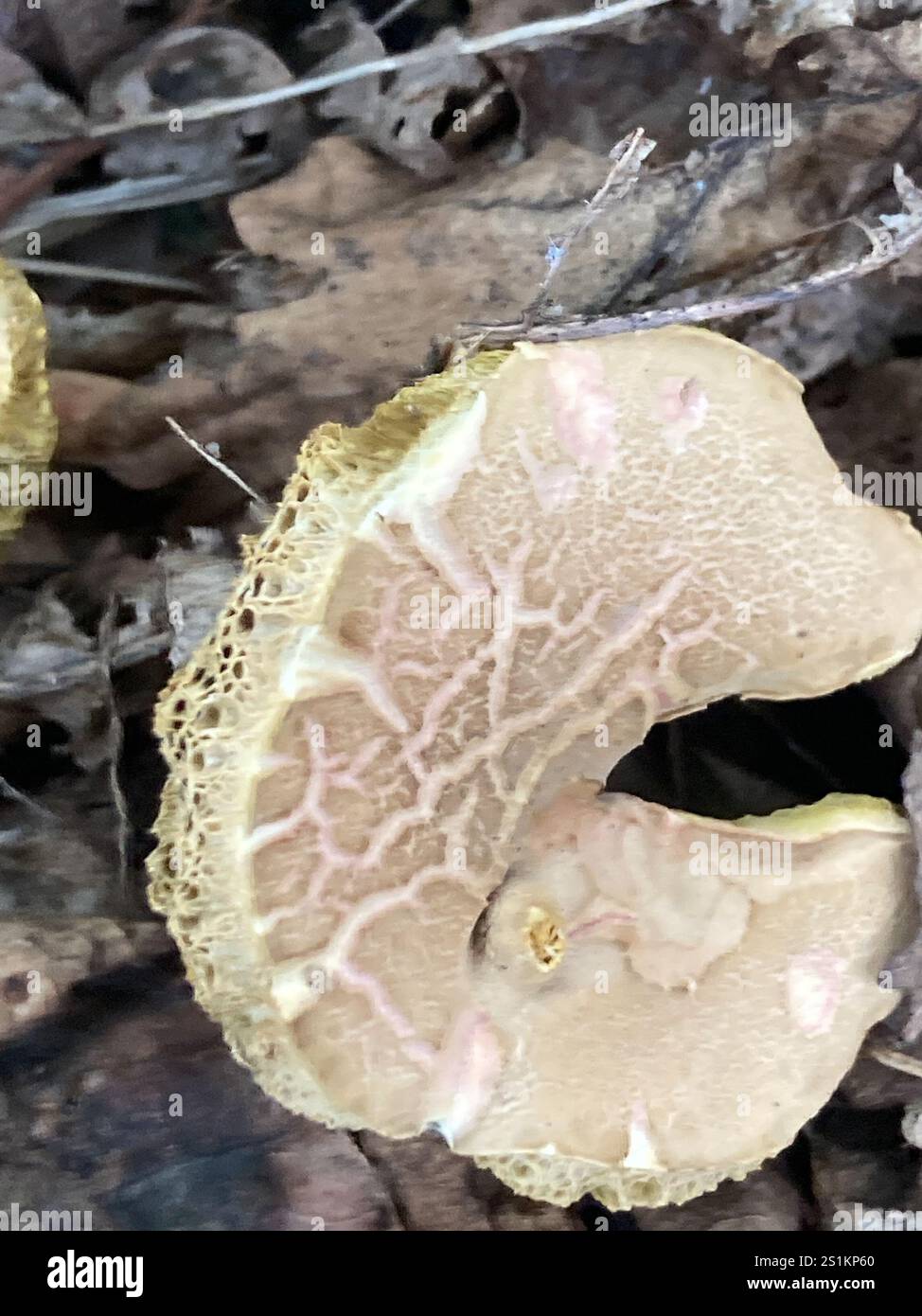 Red-cracking Bolete (Xerocomellus chrysenteron Stock Photo - Alamy