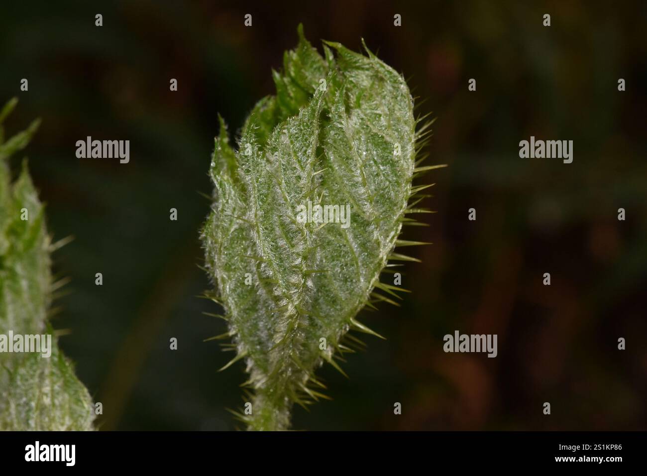 Devil's Club (Oplopanax horridus Stock Photo - Alamy