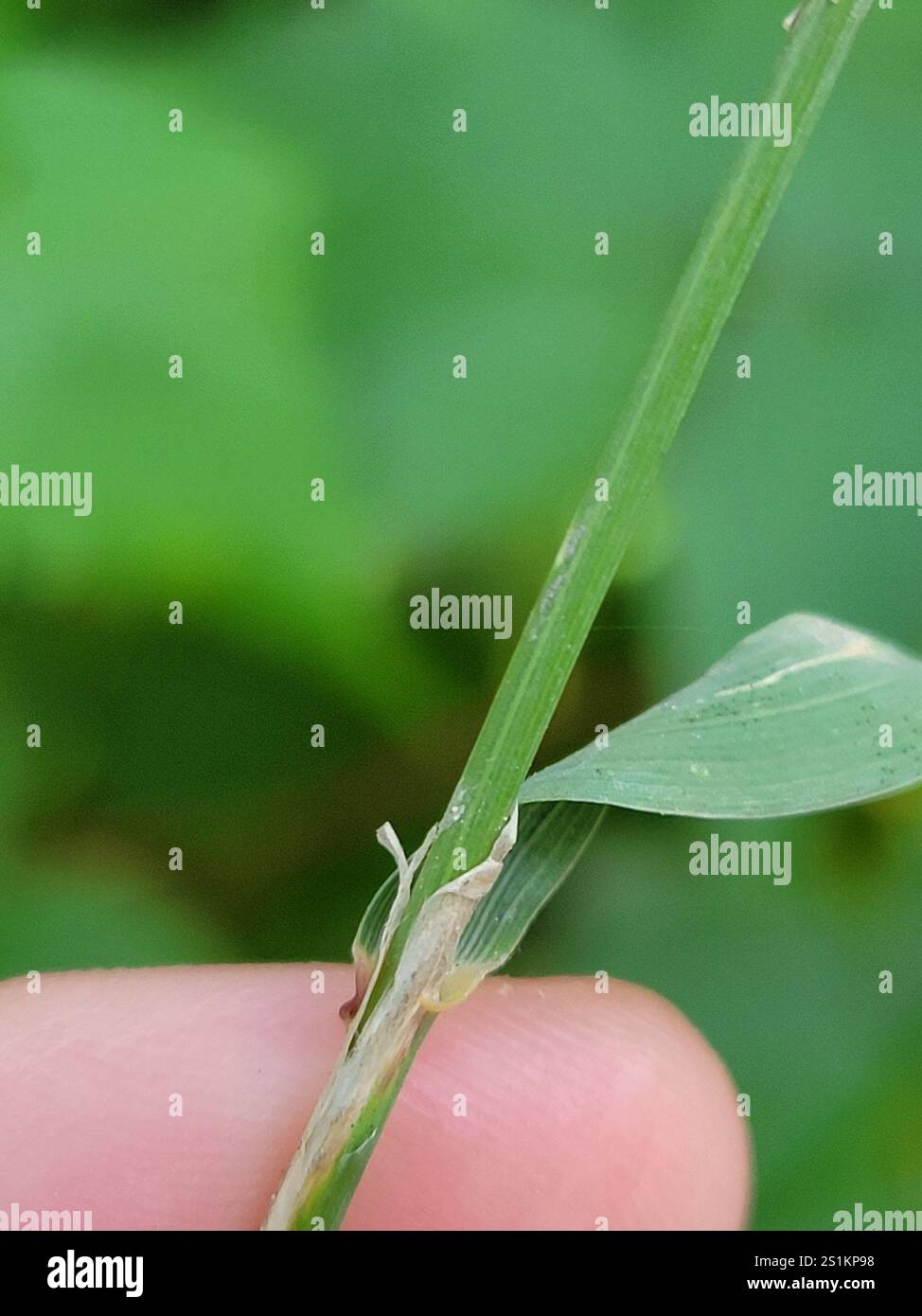 canadian bluejoint (Calamagrostis canadensis Stock Photo - Alamy
