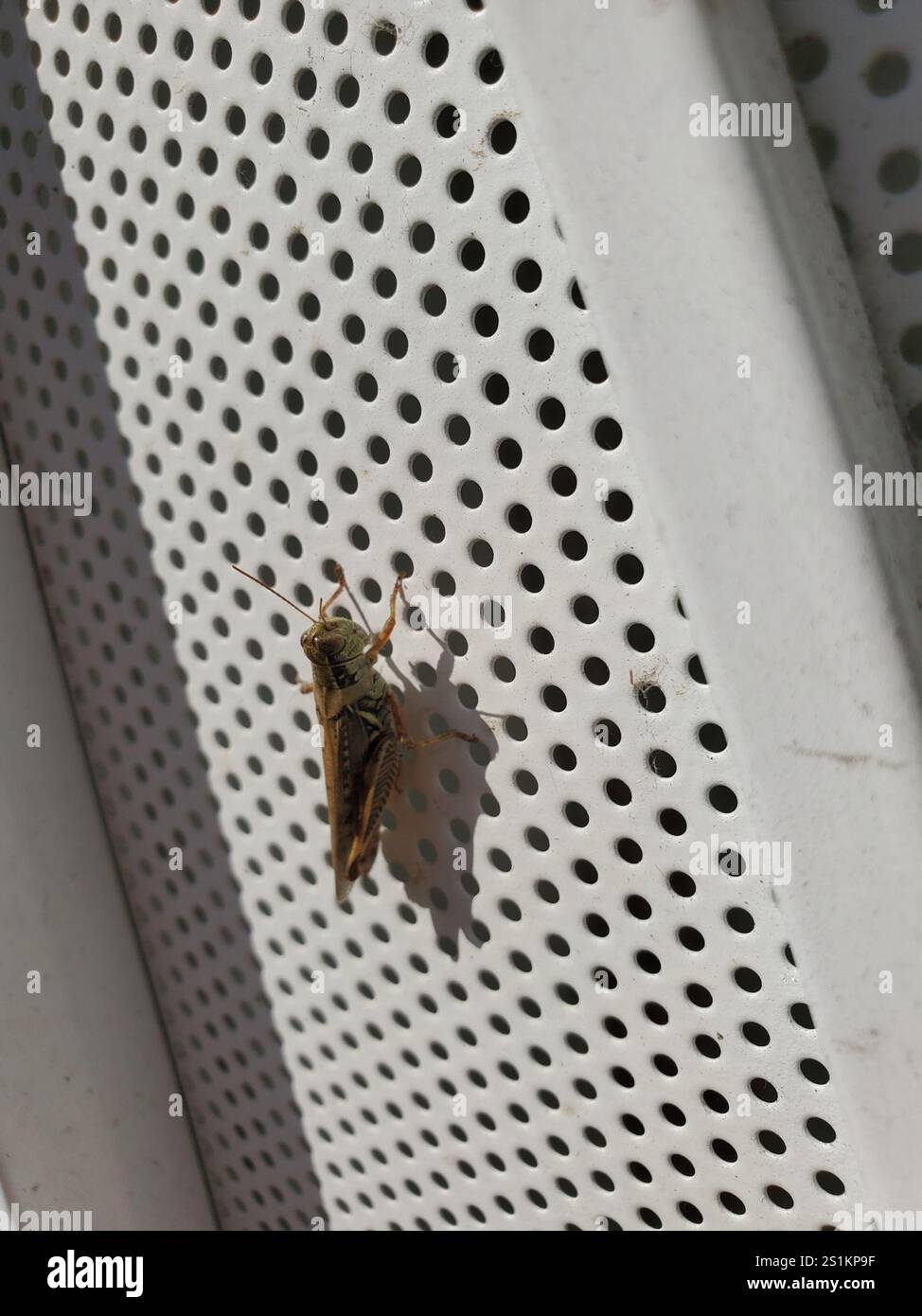 Migratory Grasshopper (Melanoplus sanguinipes Stock Photo - Alamy
