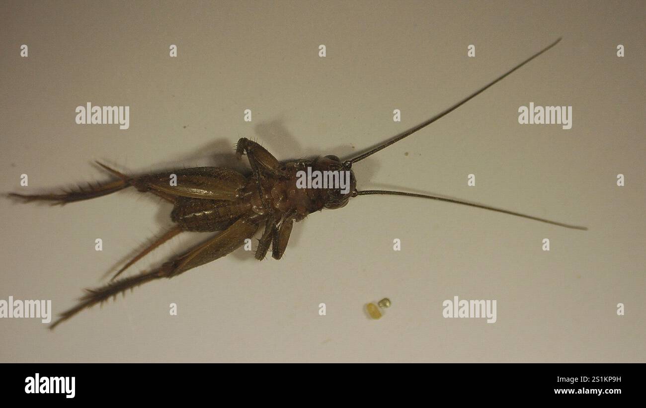 Small Ground Crickets (Neonemobius Stock Photo - Alamy