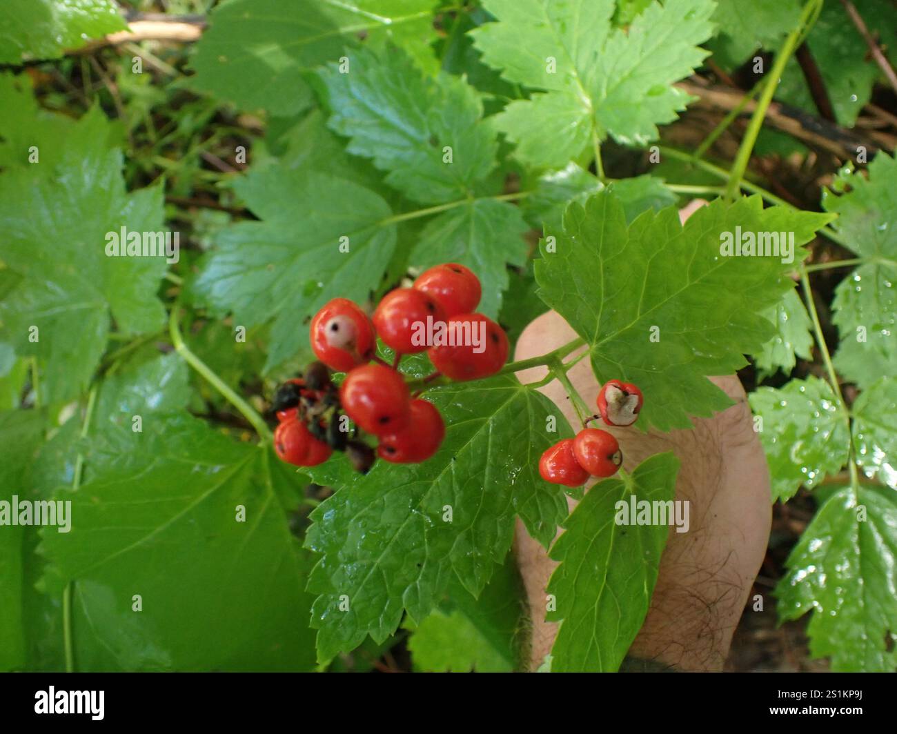 red baneberry (Actaea rubra Stock Photo - Alamy