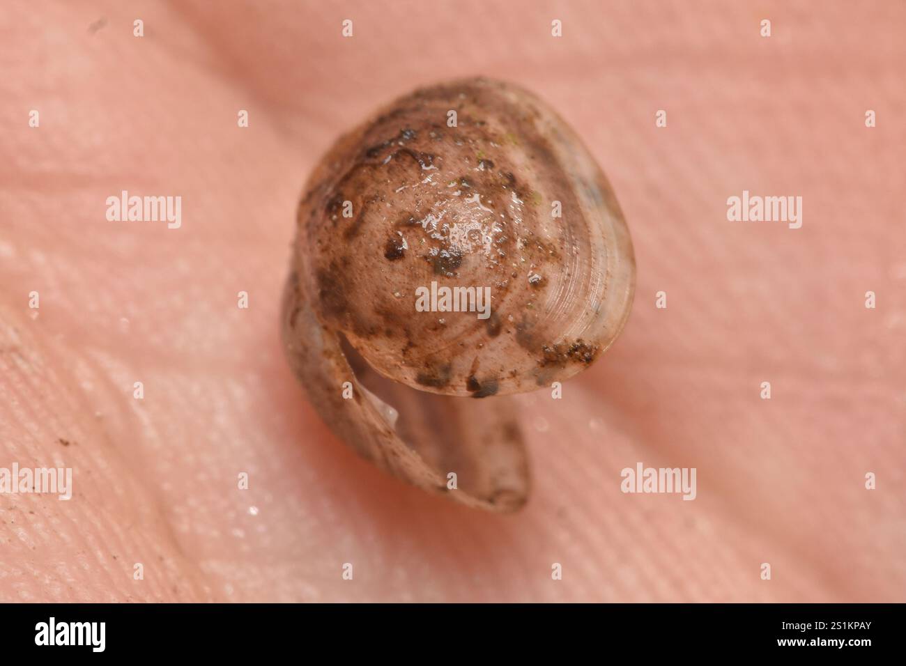 Rhomboid Fingernailclam (Sphaerium rhomboideum Stock Photo - Alamy
