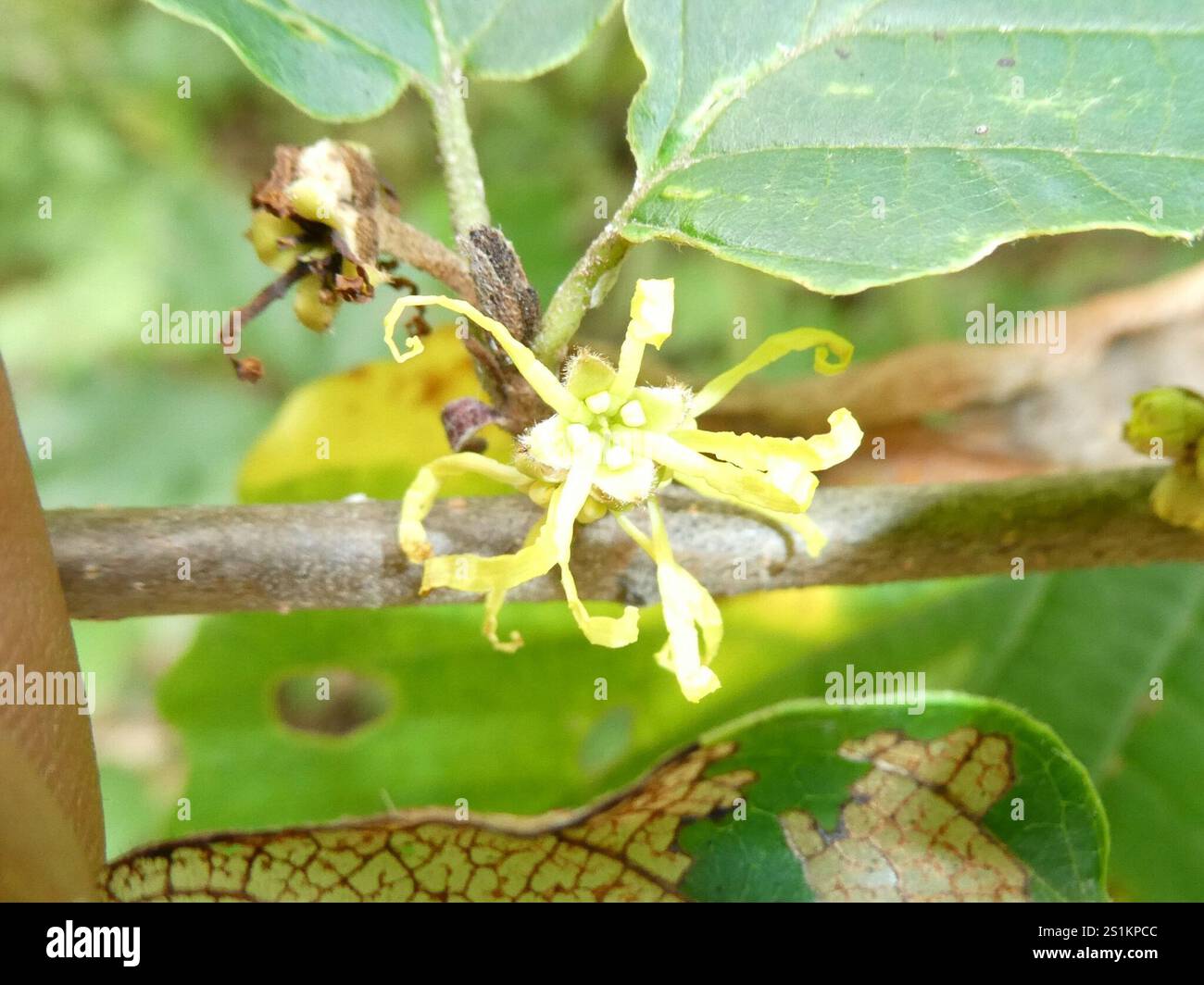 american witch-hazel (Hamamelis virginiana Stock Photo - Alamy