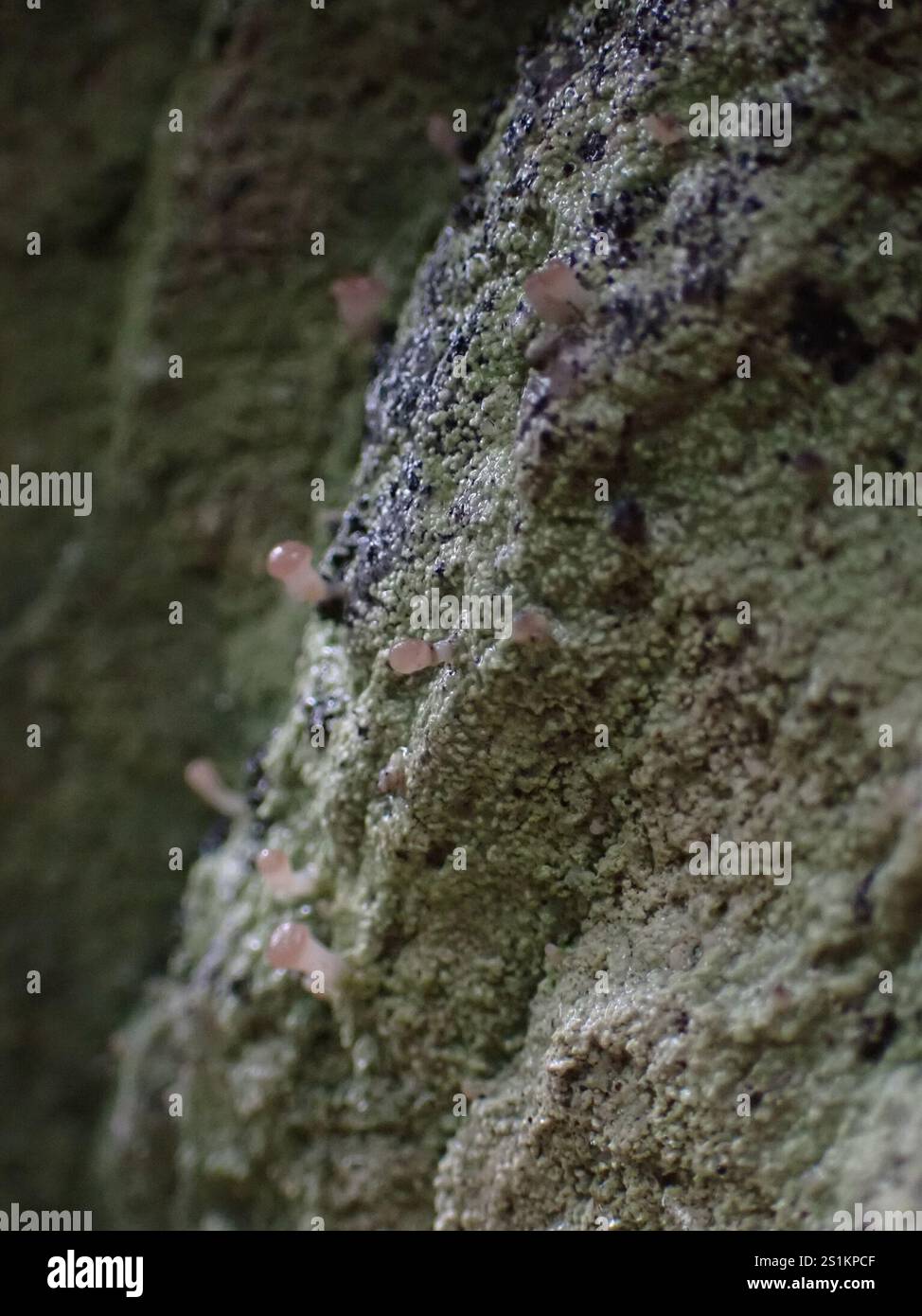 Brown Beret Lichen (Baeomyces rufus Stock Photo - Alamy