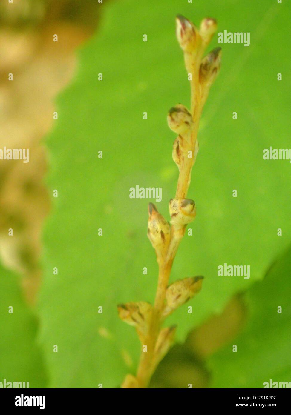 Beechdrops (Epifagus virginiana Stock Photo - Alamy