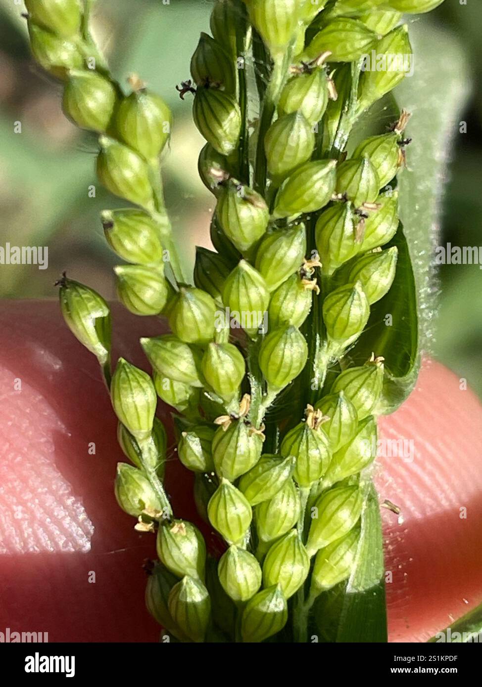 Browntop Signalgrass (Urochloa fusca Stock Photo - Alamy