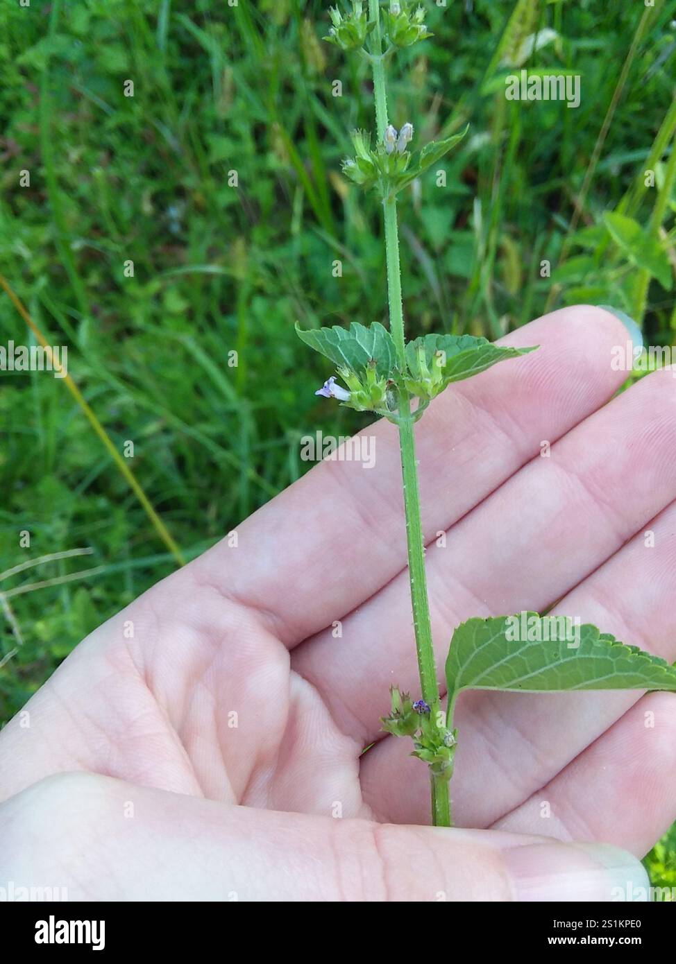 Tropical Bushmint (Hyptis mutabilis Stock Photo - Alamy