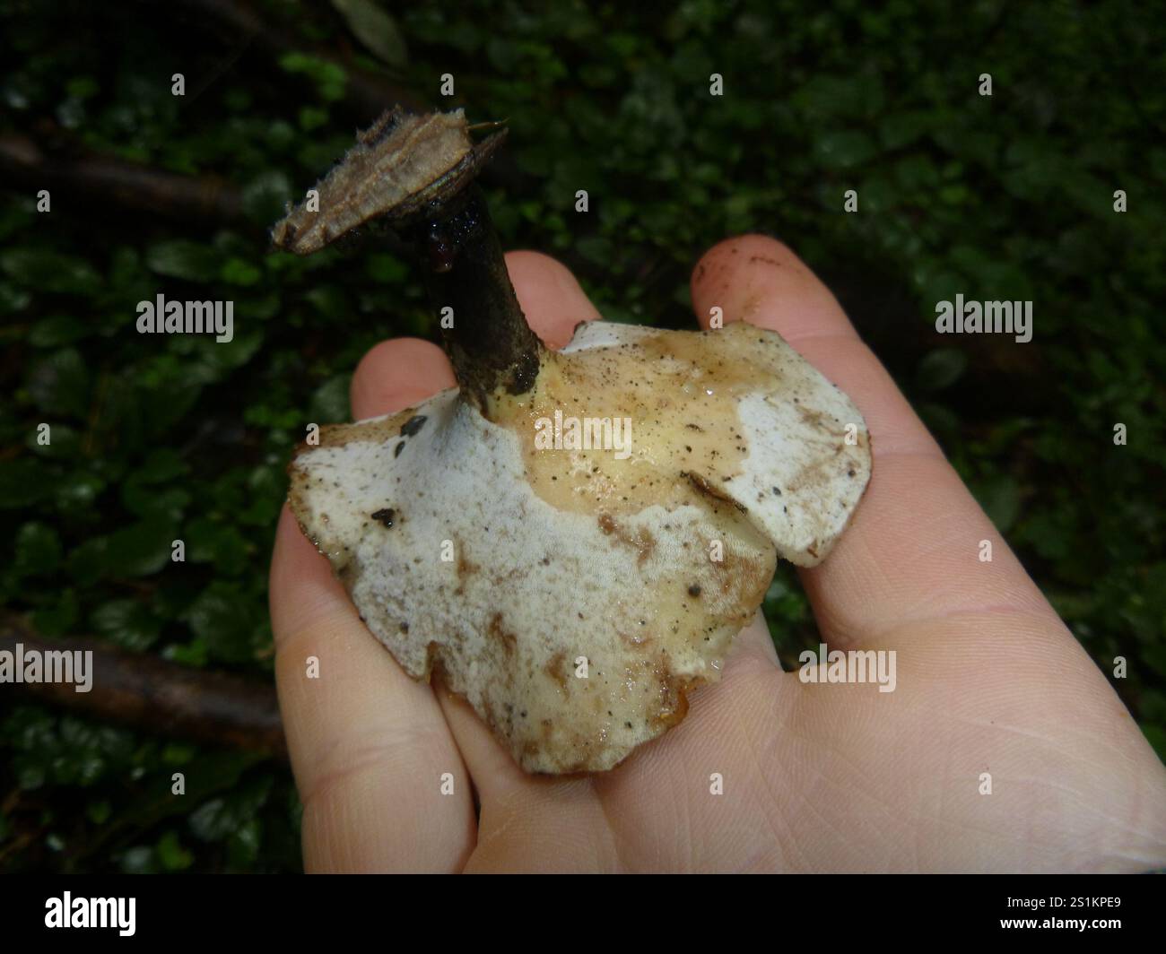 The bay polypore hi-res stock photography and images - Alamy
