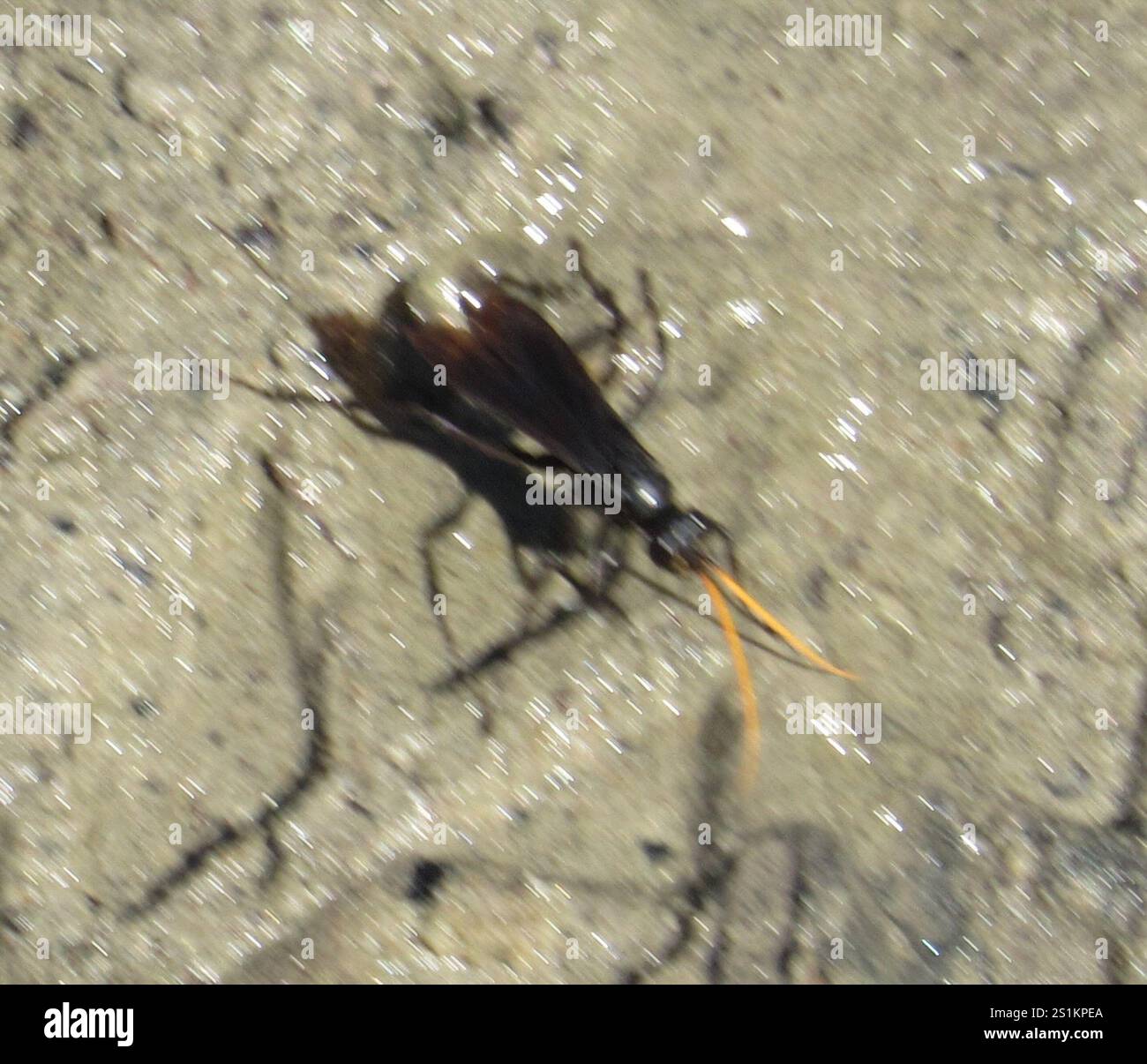 Eastern Tawny-horned Spider Wasp (Entypus unifasciatus Stock Photo - Alamy