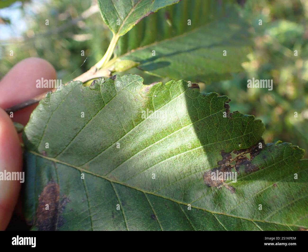 Red Alder (Alnus rubra Stock Photo - Alamy