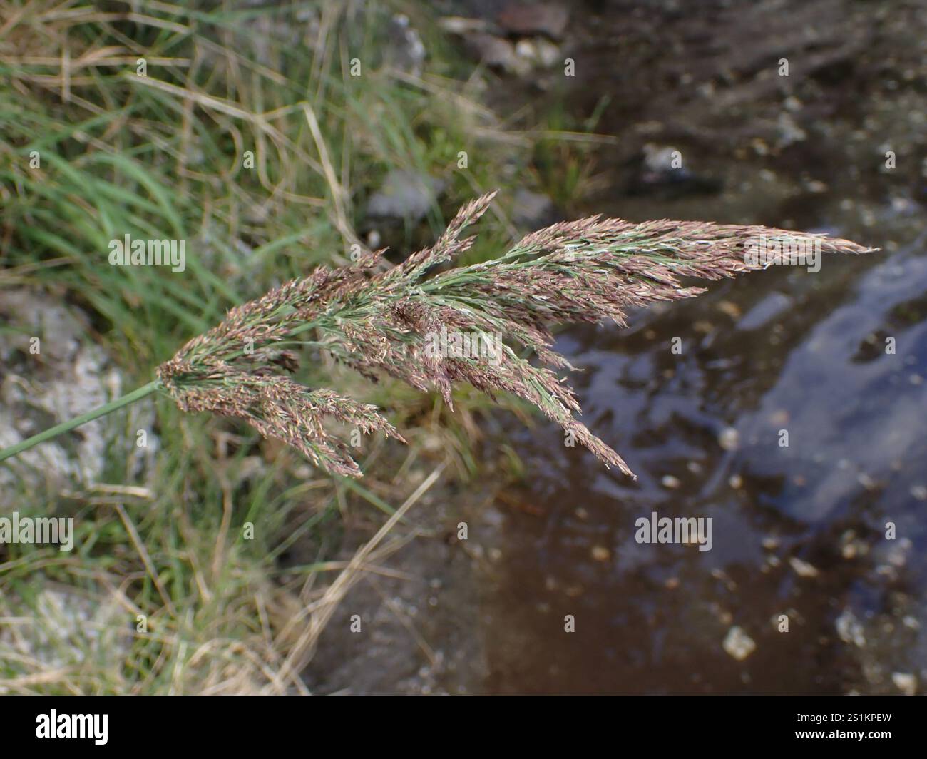 canadian bluejoint (Calamagrostis canadensis Stock Photo - Alamy