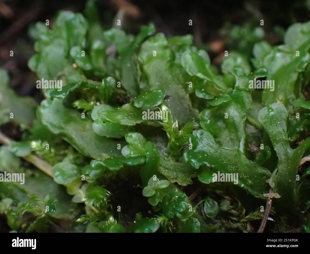 greasewort (Aneura pinguis Stock Photo - Alamy