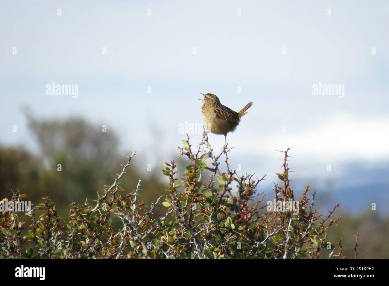 Grass Wren (Cistothorus platensis Stock Photo - Alamy