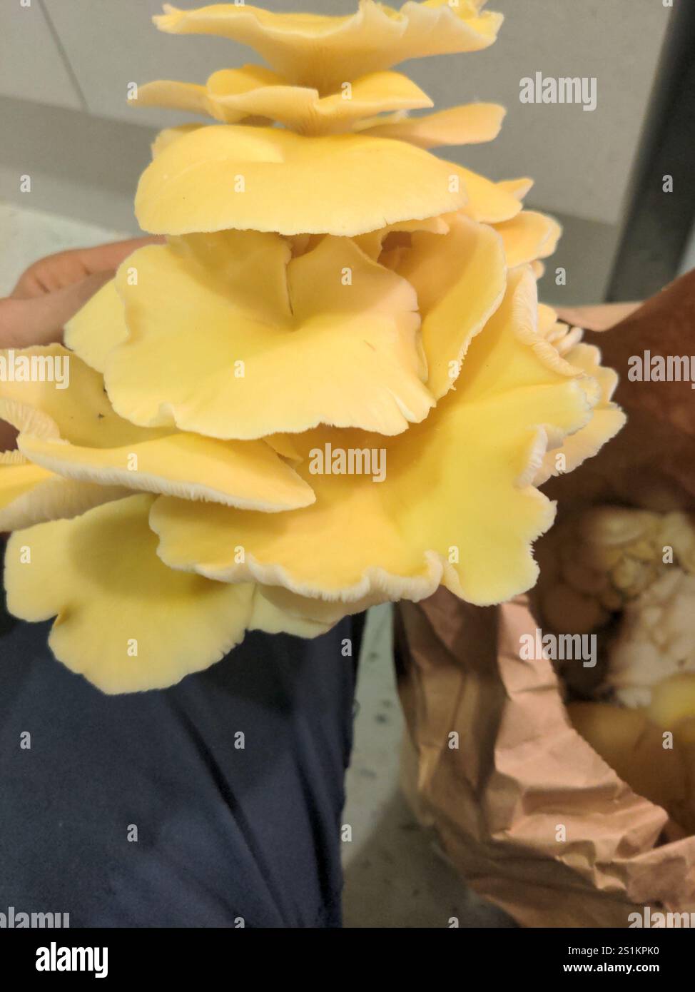 Golden Oyster Mushroom (Pleurotus citrinopileatus Stock Photo - Alamy