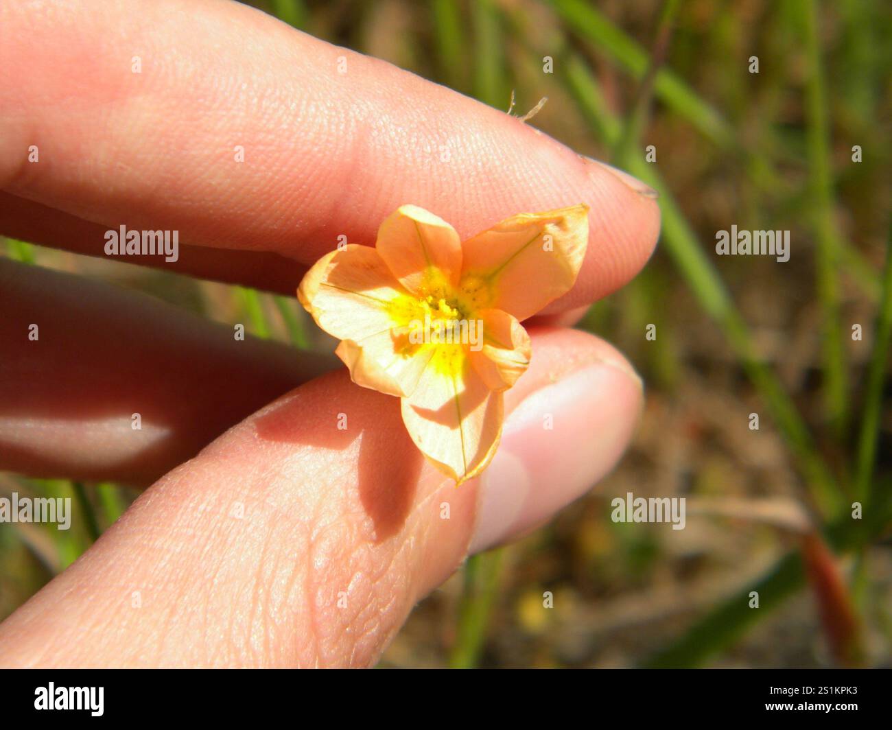 Two-leaved Cape tulip (Moraea miniata Stock Photo - Alamy