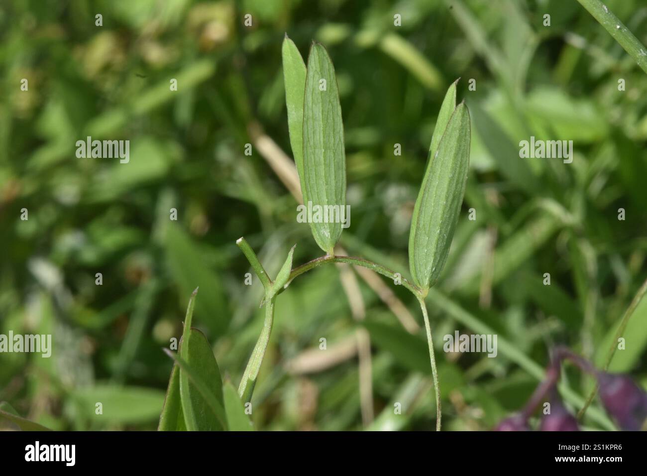 marsh pea (Lathyrus palustris Stock Photo - Alamy