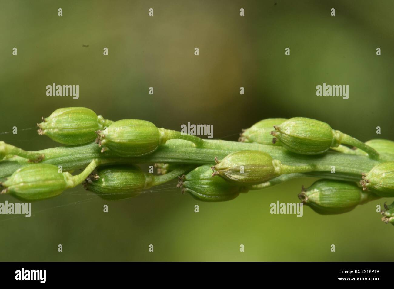 common arrowgrass (Triglochin maritima Stock Photo - Alamy