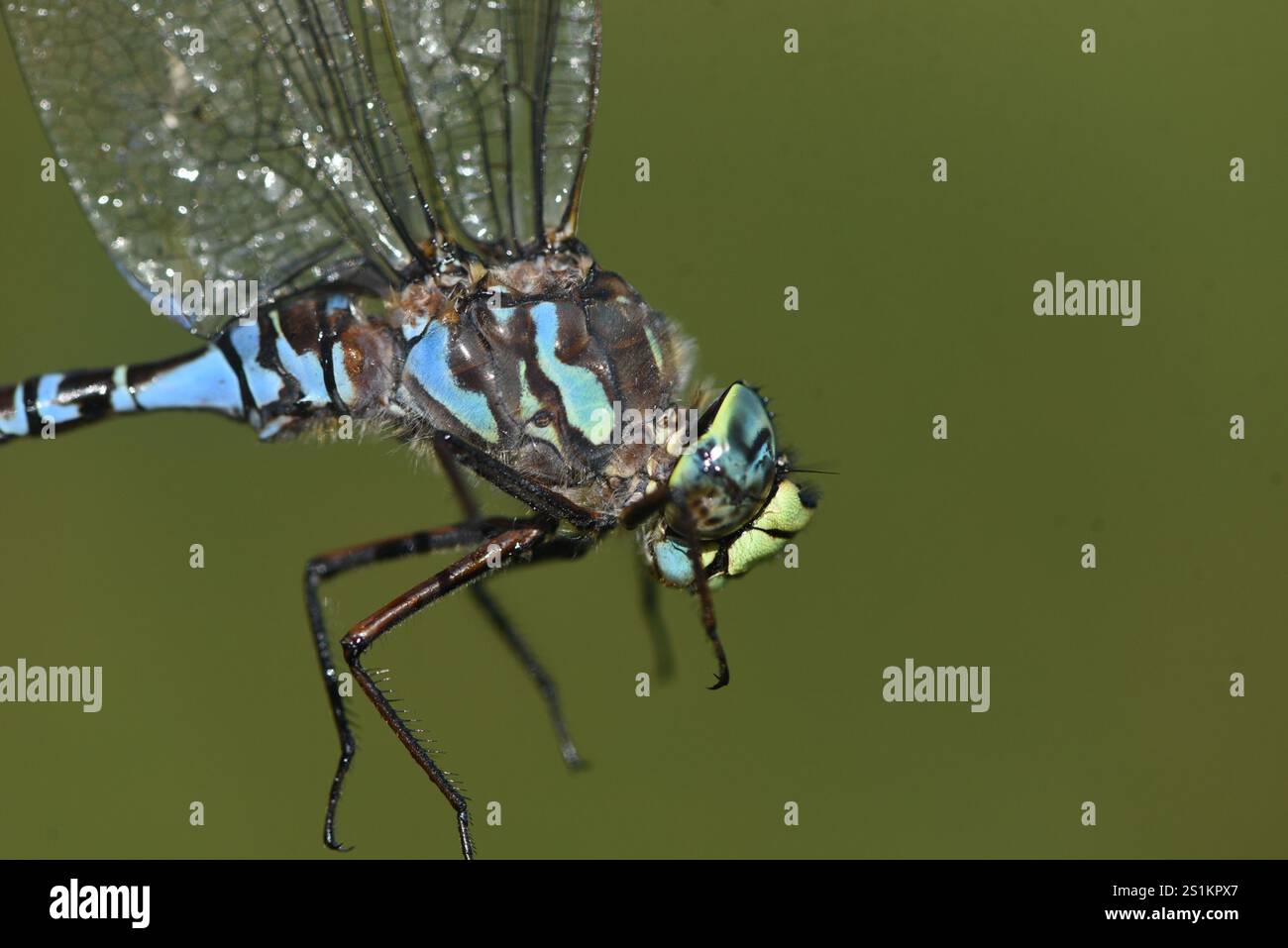 Lake Darner (Aeshna eremita Stock Photo - Alamy
