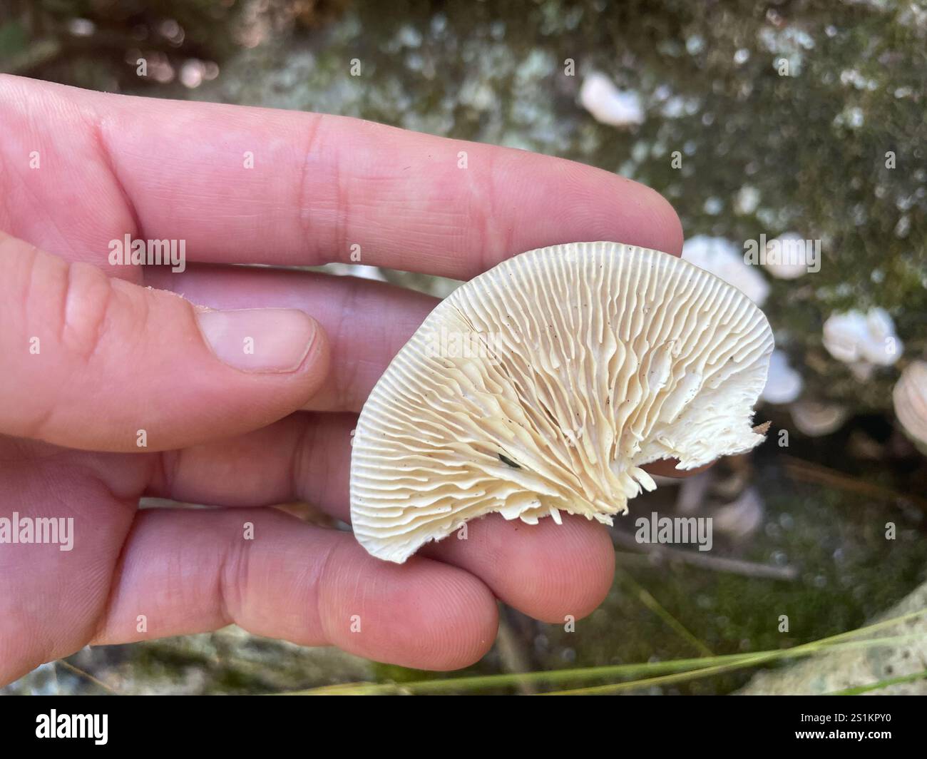 Gilled Polypore (Trametes betulina Stock Photo - Alamy