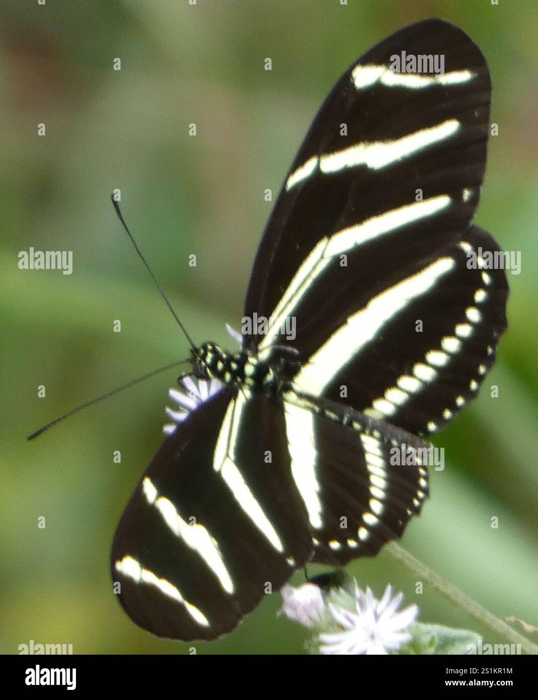 Zebra Longwing (Heliconius charithonia Stock Photo - Alamy