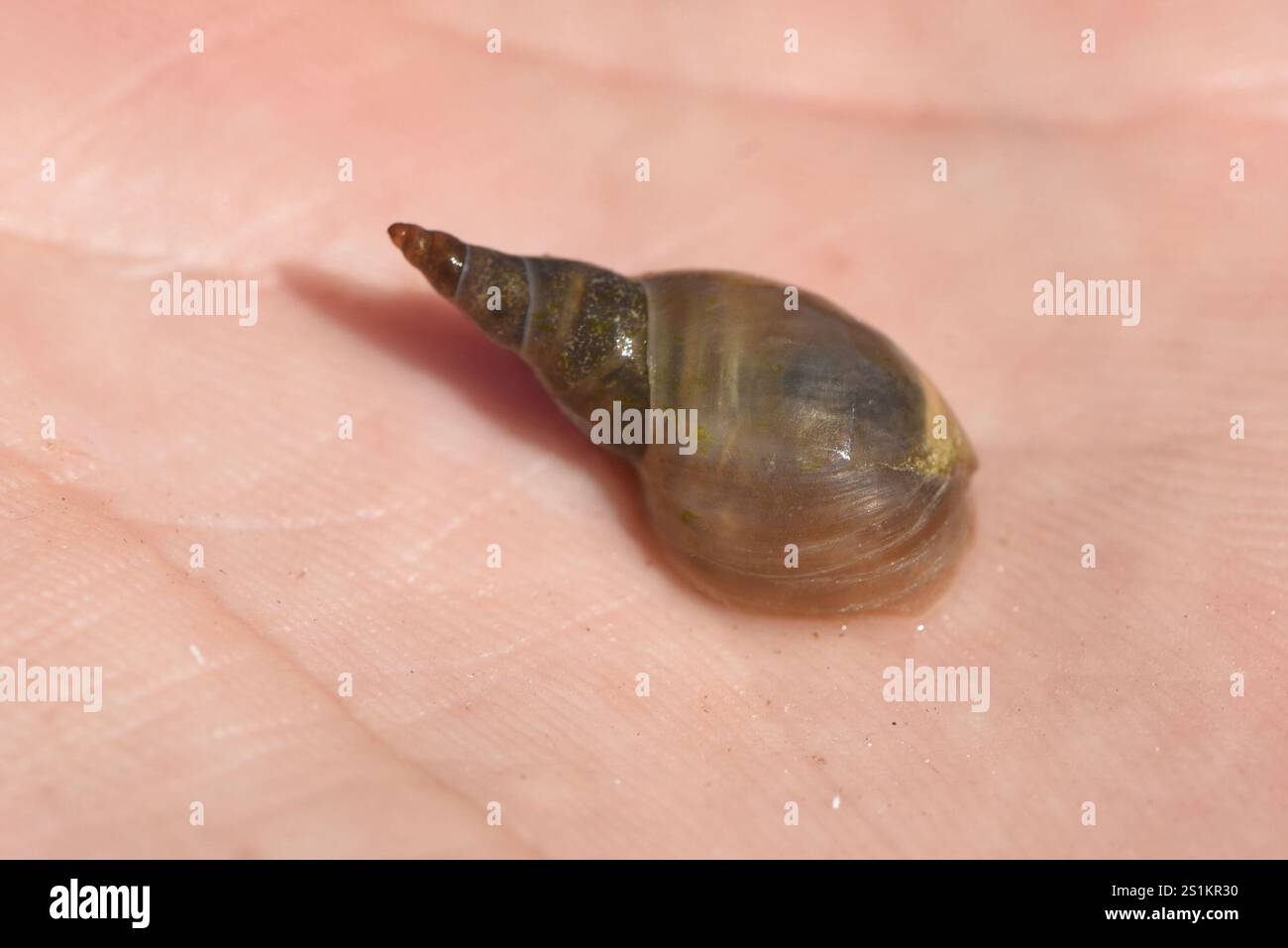 Great Pond Snail (Lymnaea stagnalis Stock Photo - Alamy
