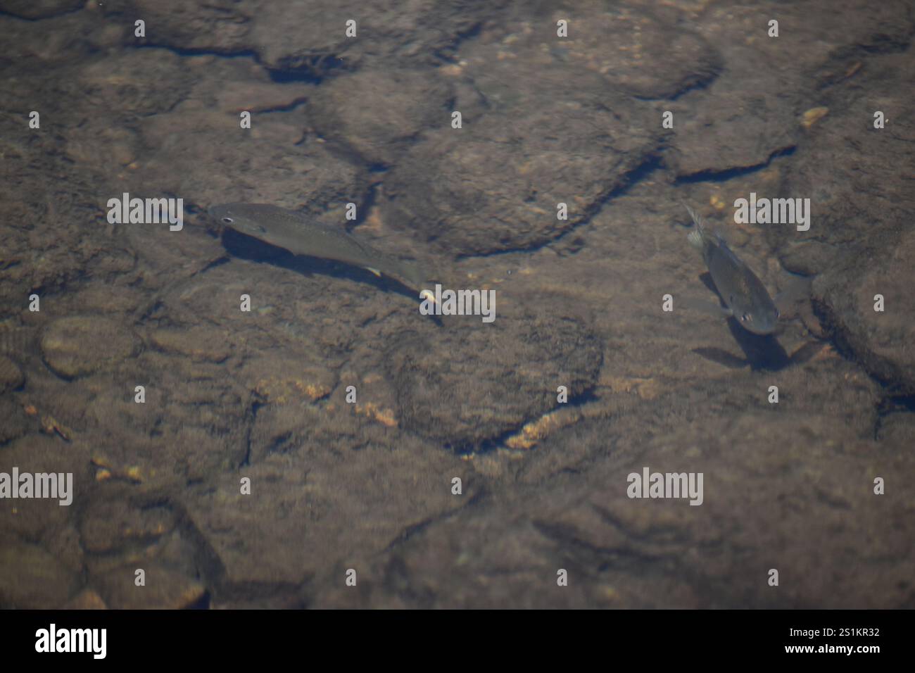 Common Sunfishes (Lepomis Stock Photo - Alamy