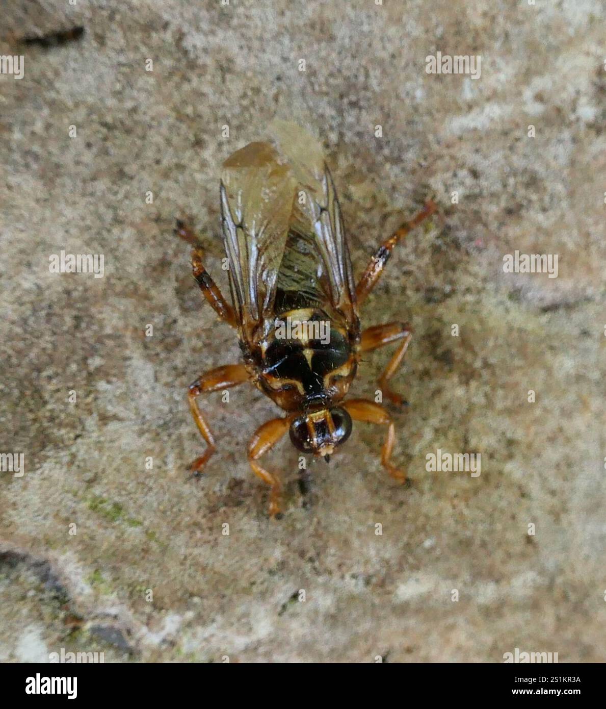 New Forest fly (Hippobosca equina Stock Photo - Alamy