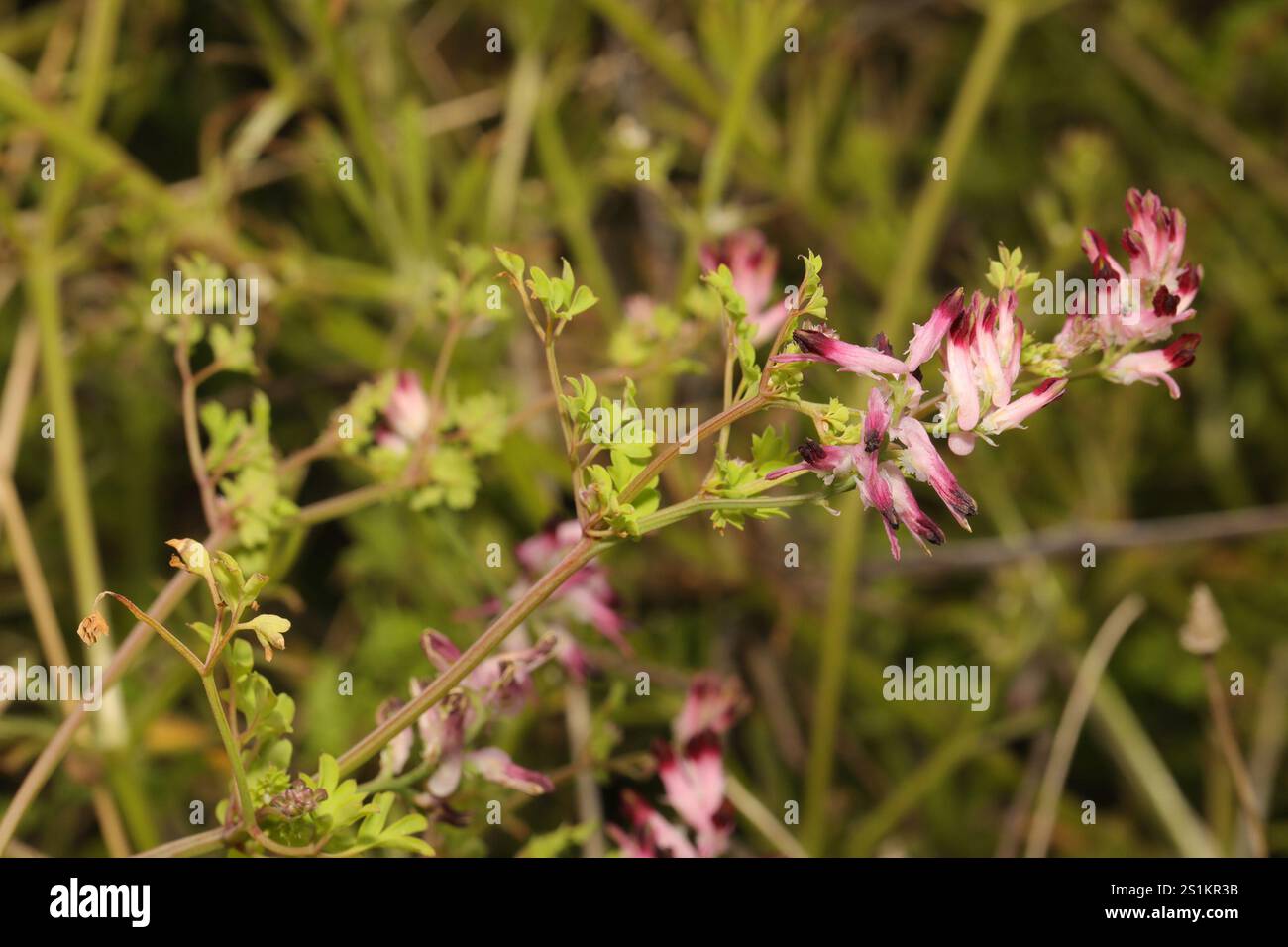 common ramping-fumitory (Fumaria muralis Stock Photo - Alamy