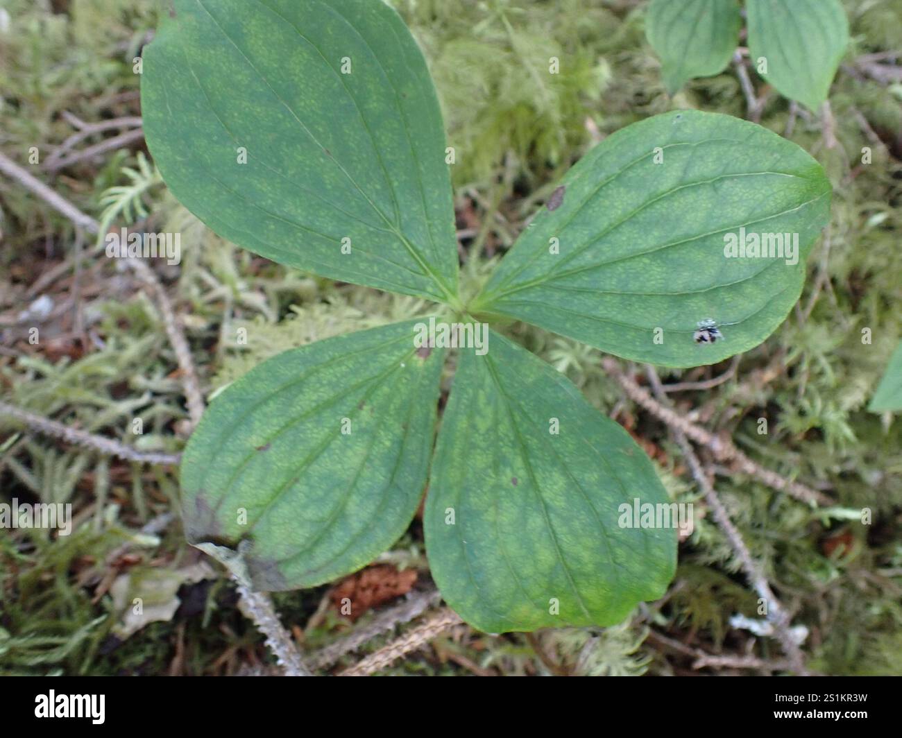 Western Bunchberry (Cornus unalaschkensis Stock Photo - Alamy