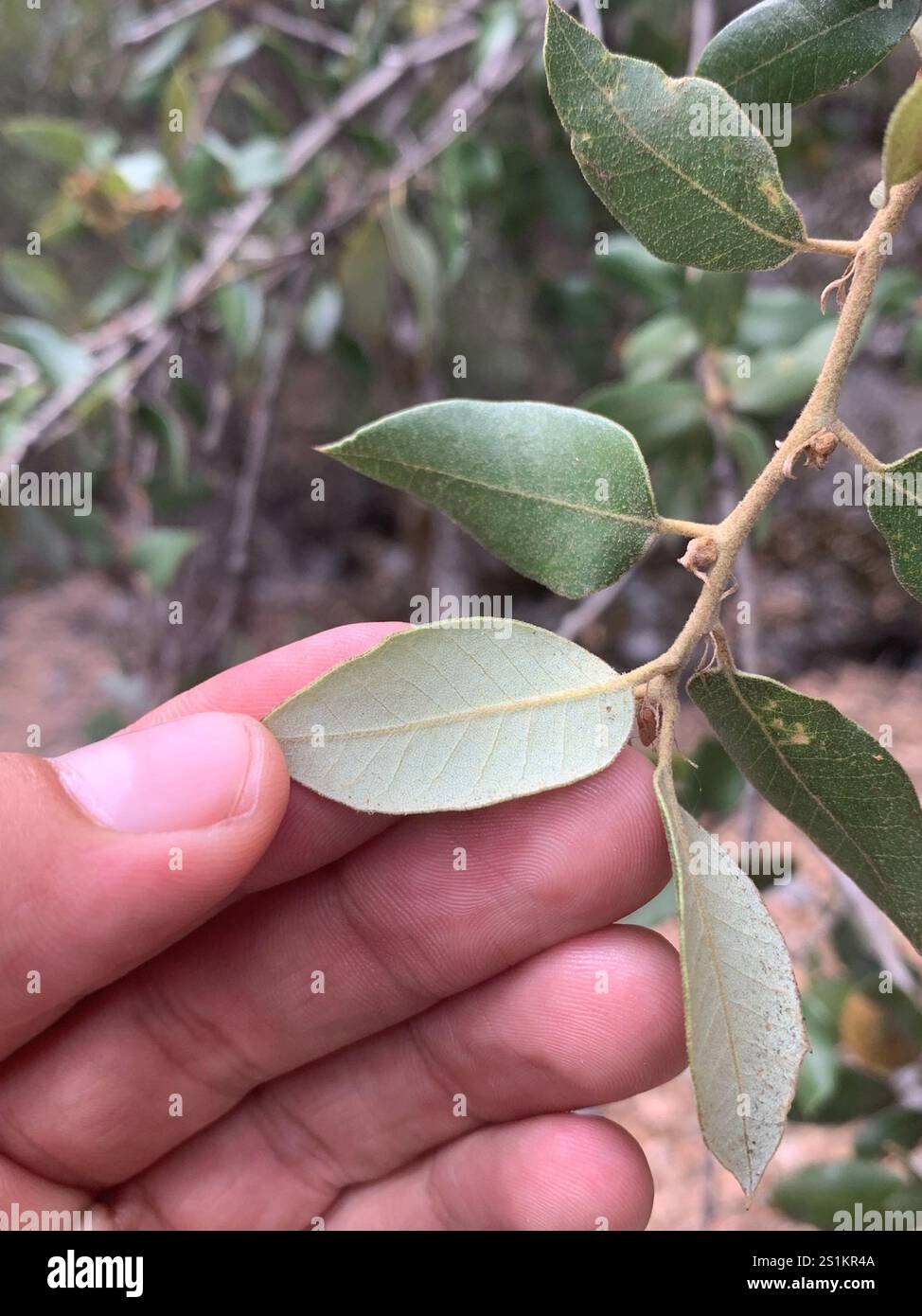 canyon live oak (Quercus chrysolepis Stock Photo - Alamy