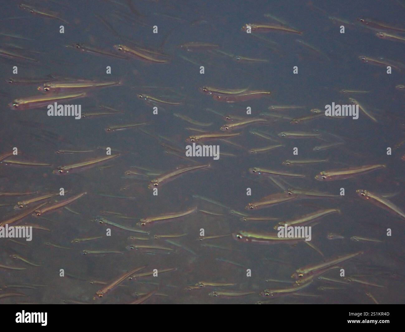 Big-scale Sand Smelt (Atherina boyeri Stock Photo - Alamy