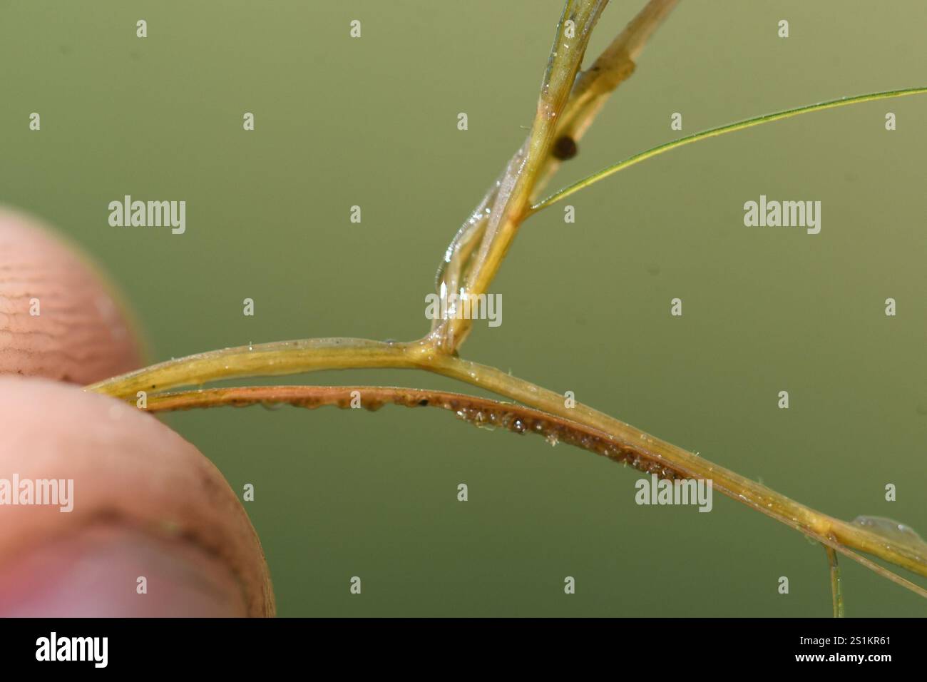 pondweed family (Potamogetonaceae Stock Photo - Alamy