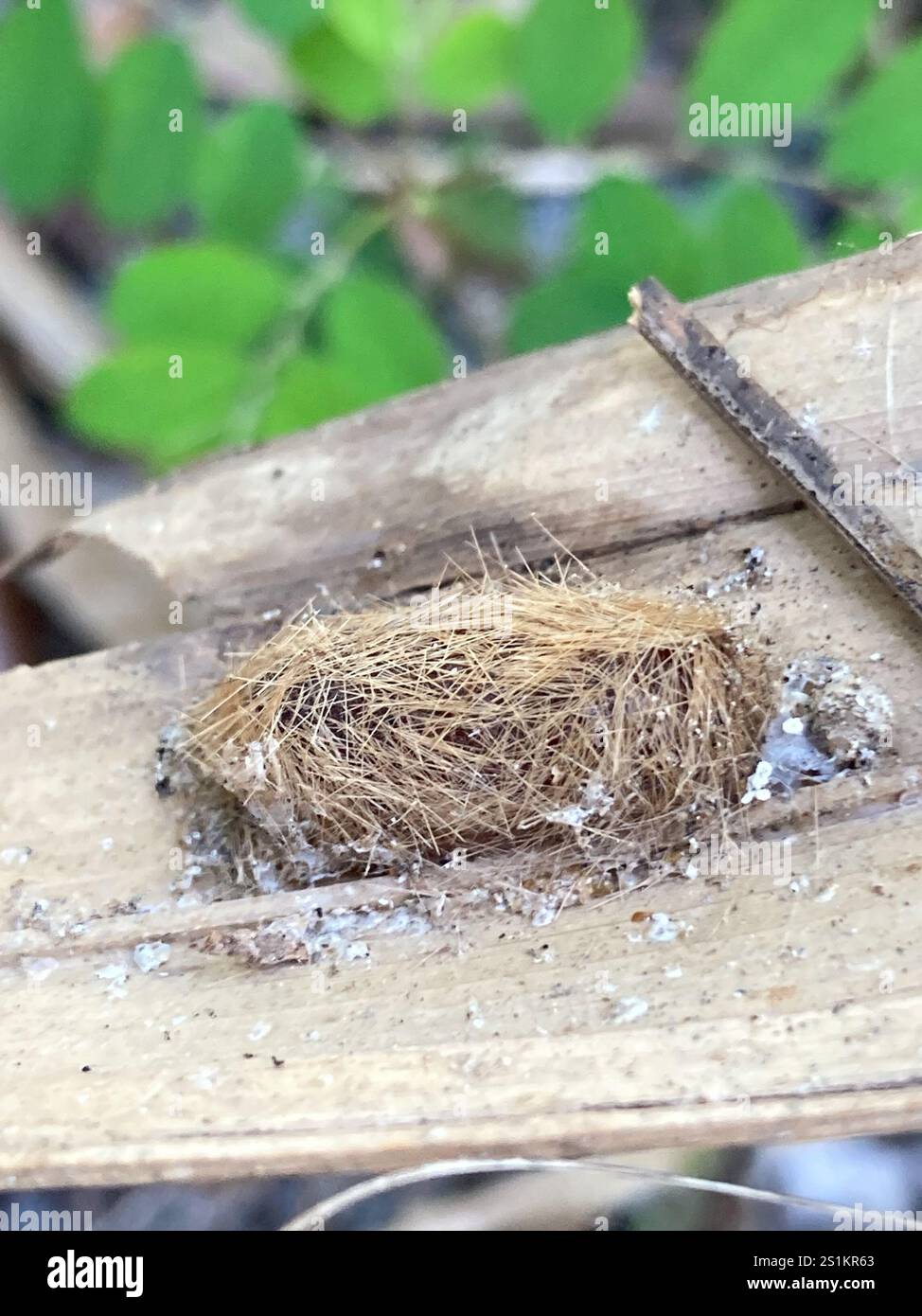 Edwards' Wasp Moth (Lymire edwardsii Stock Photo - Alamy