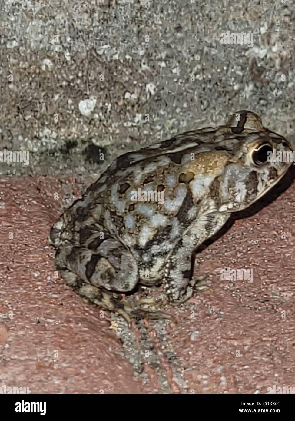 Southern Toad (Anaxyrus terrestris Stock Photo - Alamy