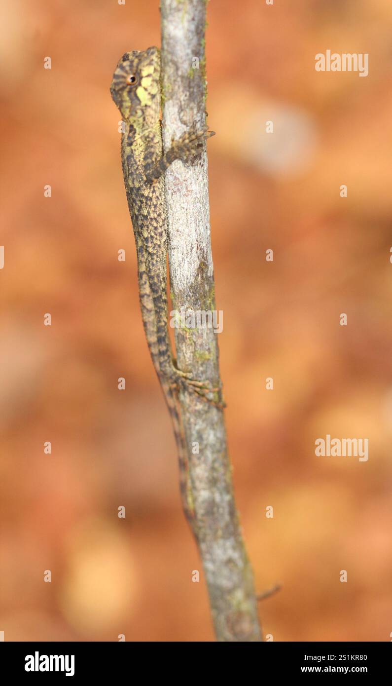Roux's Forest Lizard (Monilesaurus rouxii Stock Photo - Alamy